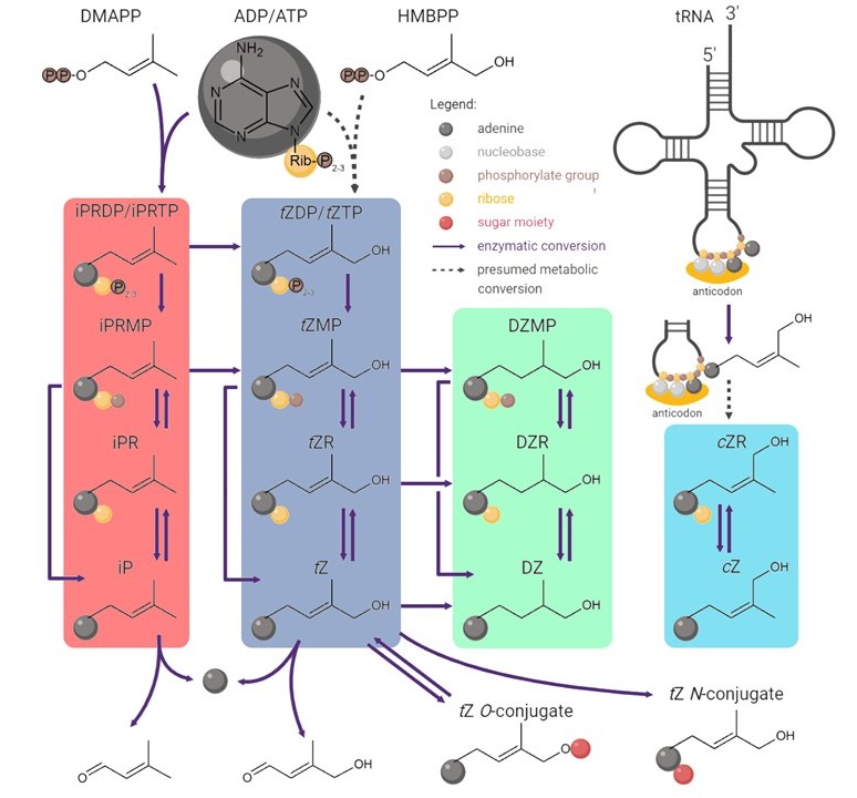 Group of cytokinin homeostasis regulation | LABORATORY OF HORMONAL ...